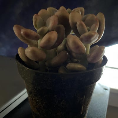 Blue Glow Agave 3 Gallon Live Succulent Plant Cactus Indoor Plant ...