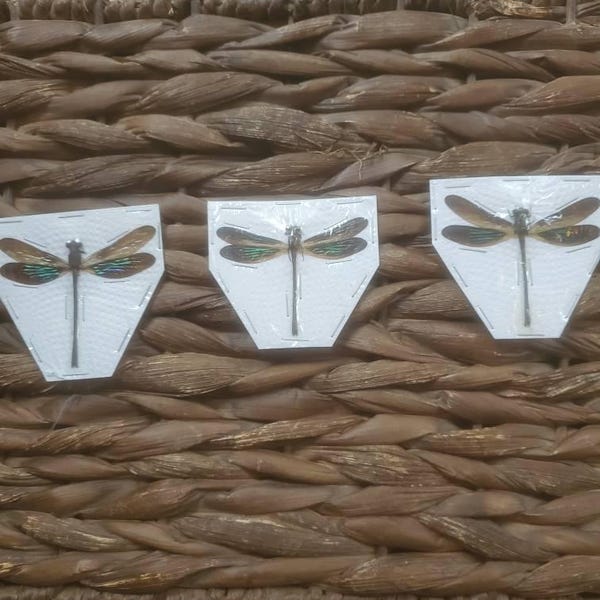 Euphaea Variegata, Teal and Violet Glittering Damselfly, Real Dragonfly ...