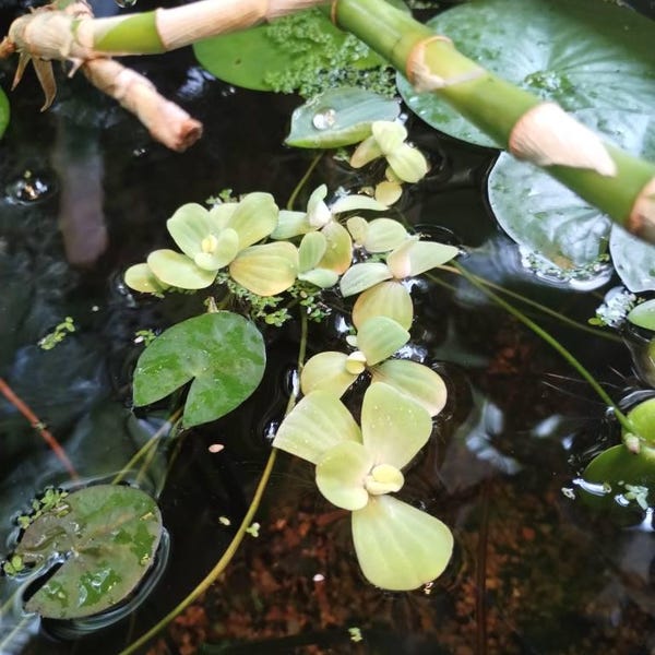 Jungle Val (vallisneria Americana) - BUY3GET1FREE - Live Aquarium Plant ...