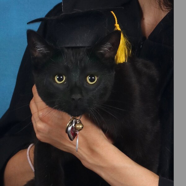 Graduation Cap Cat Hat for Your Cat FREE SHIPPING! Add-on Custom Tassel ...