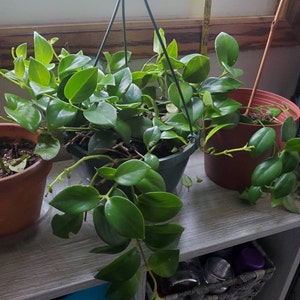 RiverLeafFoliage - Etsy