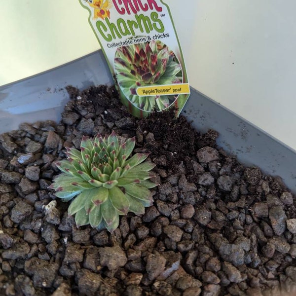 Ajuga Feathered Friends fierce Falcon Plant in 3 1/2 Pot Perennial ...