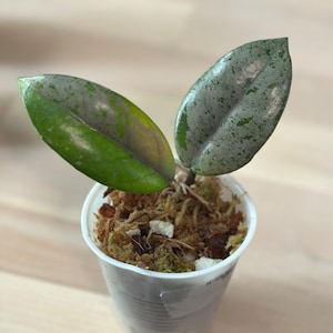 Hoya Biakensis Hoya Sp. Biak Island Rooted & Growing RARE Unique Hoya ...