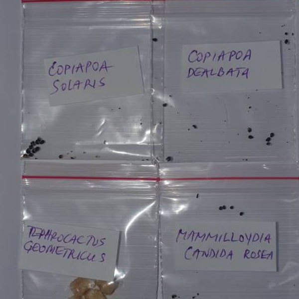 Protea Amplexicaulis / 5 Seeds (clasping-leaf Sugarbush) - Etsy Canada