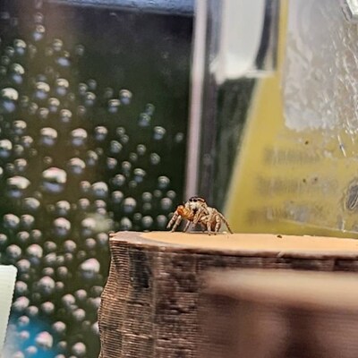 3D Printed Magnetic Spider Platforms Set of 3, Terrarium Platforms - Etsy