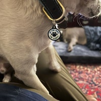 Pet ID Tag Crow Photo - Etsy