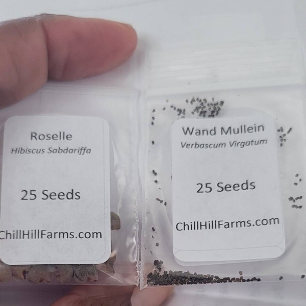 Shiny Blueberry 25 Seeds Vaccinium Myrsinites Organic & Non-gmo Florida ...