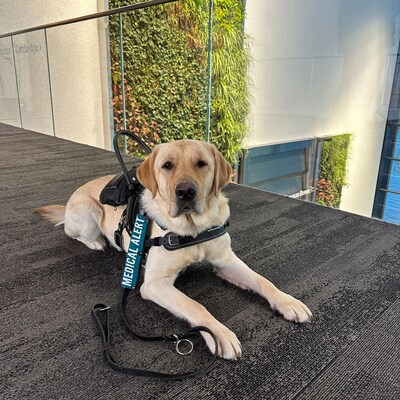 Leash Sleeve or Collar Wrap, Your Text Here, Customizable, Custom ...