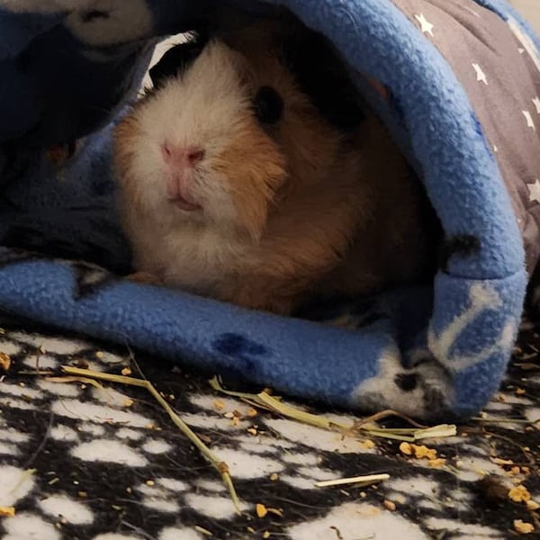 Make Your Own Guinea Pig Snuggle Sacks: Digital Sewing Pattern and ...