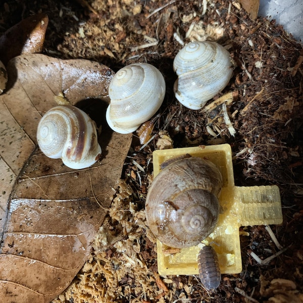 Sampler Pack #1 - Multiple Flavors of Snail Food - Protein Based Snail ...