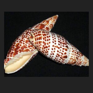 Pearled Turbo Bruneus | Etsy