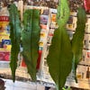 Epiphyllum Orchid Cactus kiwi GLAND FINALE CUTTING 810 Long - Etsy