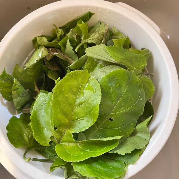 Fresh Green Amala Leaves (indian Gooseberry) NOT DRY, Fresh Green ...