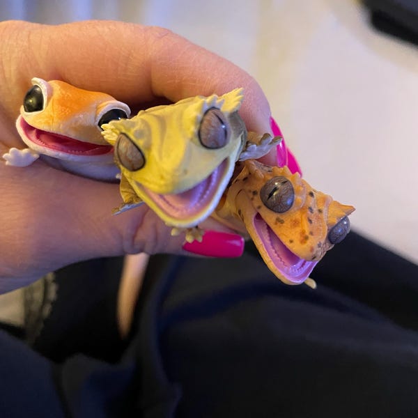 Cute Crested Gecko Gachapon Figure Set 2 - Etsy