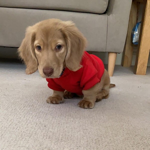Red Dog Hoodie - Red Dog Sweater - Red Dog Jumper - Dog/puppy Clothing ...