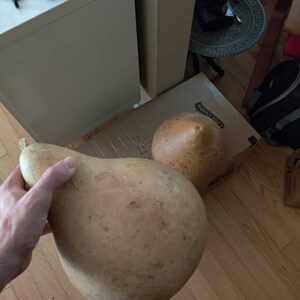 15 Quality Mini Pear Gourds Cleaned and Dried - Etsy