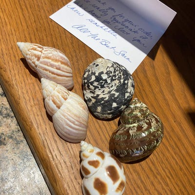 Conch Florida King Crown Conch Seashell Handpicked on Marco Island or ...