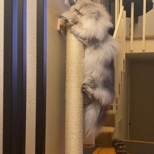 Wall Mounting Wood Feeder for Cats Small and Medium Dogs - Etsy