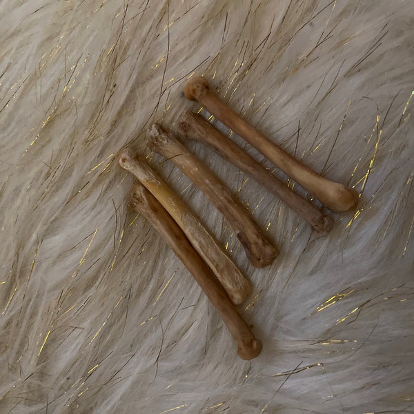 5 Red Fox Foot Bones Metatarsals Jewelry Supplies Craft Coyote Bones ...