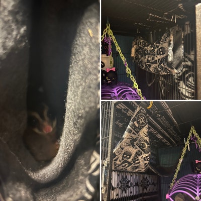Mismatched Rat Cube Hammock UGLY DUCKLING Random rat Bed, Rat Cage Set ...