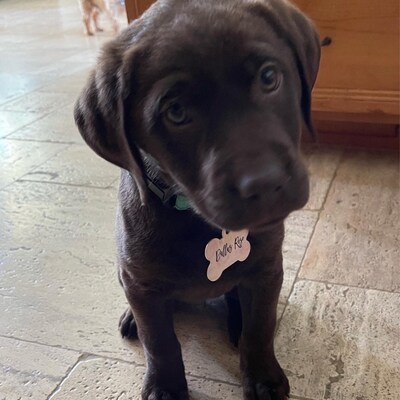 Pet ID Tag-new Large Pet Tag, 2x 1.25bone Tag. Personalized Dog, Pet ID ...