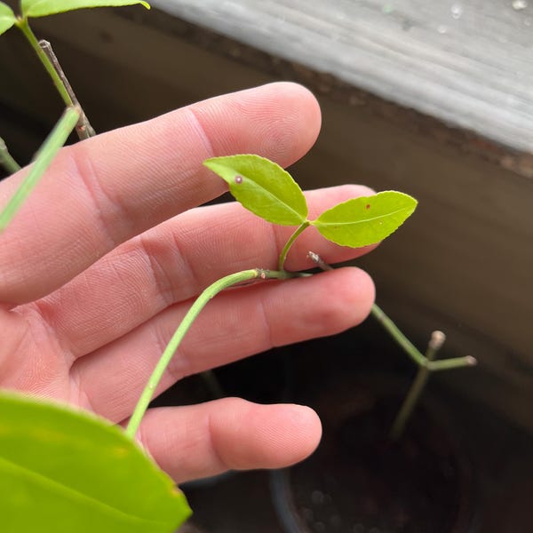 2 Black Fry Muscadine Grape Vine - 2 Bare Root Live Plants - 2 Year Old ...