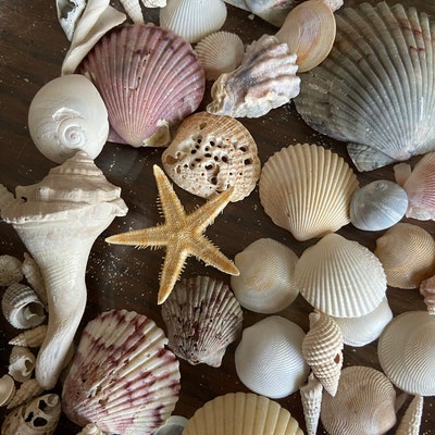 Tiny Tan Starfish-1-1.5 Starfish Craft Supplies Beach Decor Beach Decor ...