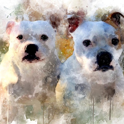 Custom Pet Portraits. Fantasy Illustration Realistic Painting - Etsy UK