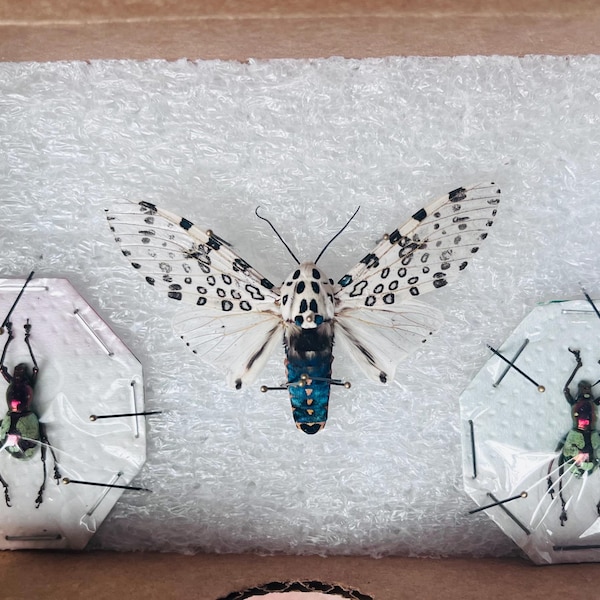 ANT BRITTLE Sesame Seed Citrus Flavor! Edible Insects Bred for Human ...