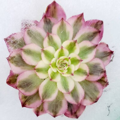 Aeonium Medusa Mutant Middle Variegatacluster. Rare Aeonium - Etsy