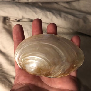 100 1 Capiz Seashells 1 Inch 2.5 Cm Flat Shells Natural - Etsy