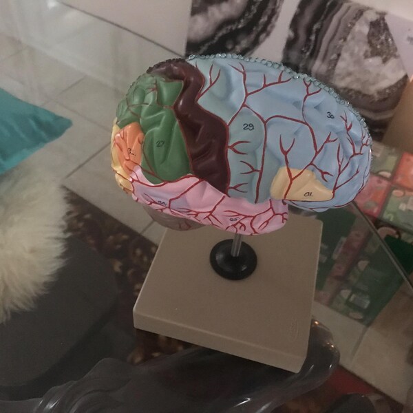 BEDAZZLED BRAIN MODEL, Gift for Therapist, Psyd, Psychologist ...