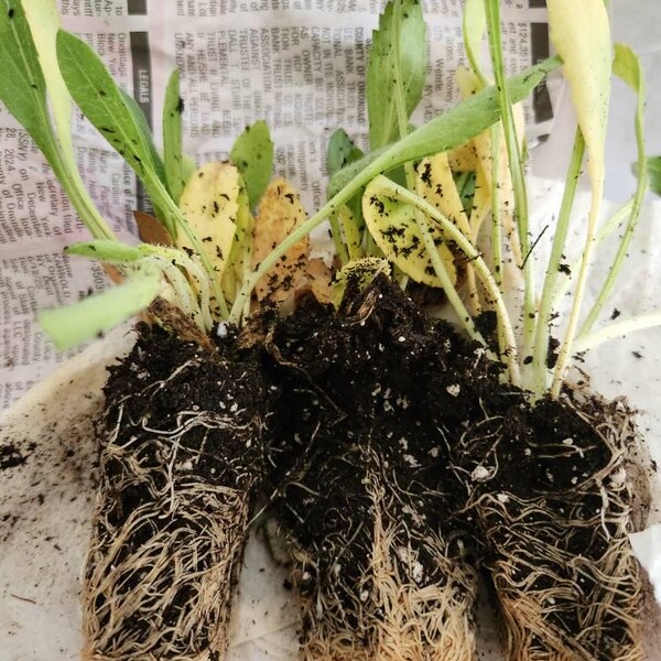 2 Childhood Sweetheart Lenten Roses Rare Flowering Perennial Live Plant ...