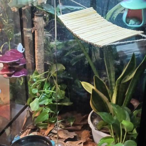 Multi-level Mushroom Ledge Hanging for Crested Geckos, Tree Frogs ...