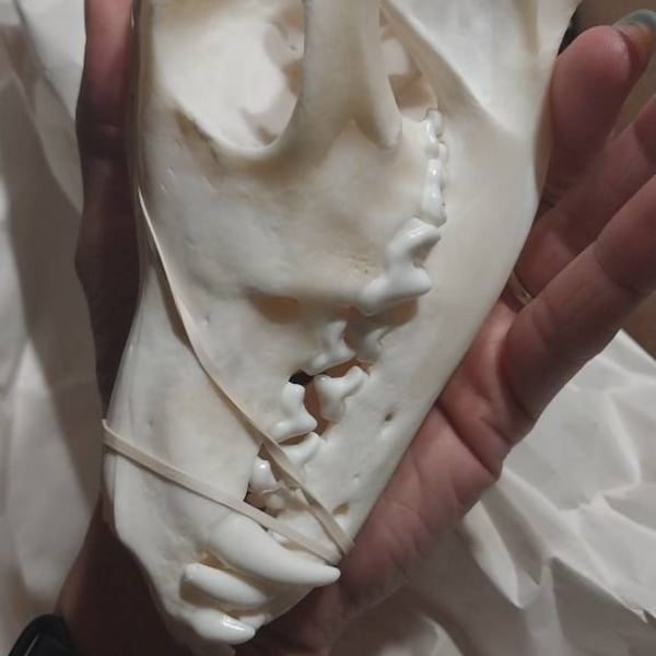 10 Deer First Phalanx Proximal Phalanx Bones Phalanges Knuckle Bones - Etsy