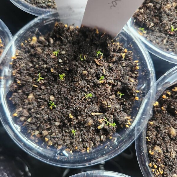 Pinguicula X "pirouette" Butterwort Hybrid - Rare Live Carnivorous ...