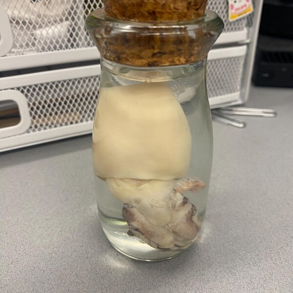 Ocean Aqua Mouse for Computer USB, Y2K, Frutiger Aero, Nostalgia ...