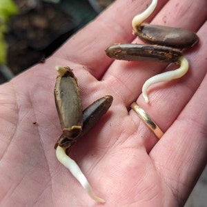 ACORUS CALAMUS Seeds FREE Shipping Fresh & Organic Sweet Flag, American ...