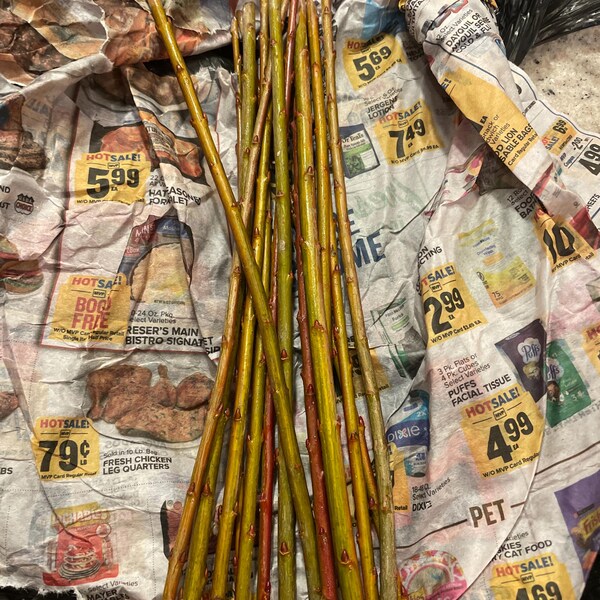 6 (six) Fresh Cuttings Dappled Willow Tree (hakuro Nishiki) Easy to ...