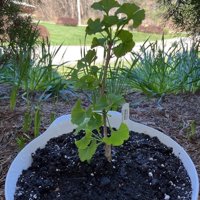 Ginkgo Biloba 'mariken' Dwarf Ginkgo Tree Live Plant 8 Tall 1 Year ...