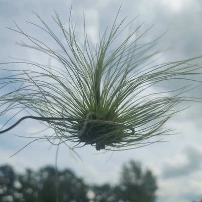 Fossil Planter Rustic Ceramic Plant Pot Succulent Air - Etsy