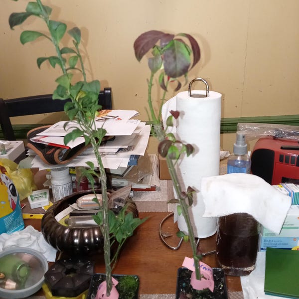 2 Sugar Maple Tree 18-24 Inches Tall Bareroot, Buy 2 Get 1 Free, Shade ...