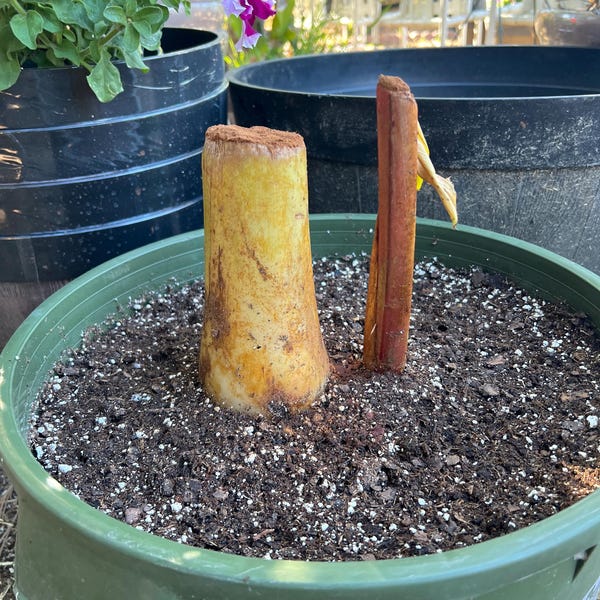 Exotic Tropical Plant Rhizomes Variegate Shell Ginger Large Size With ...