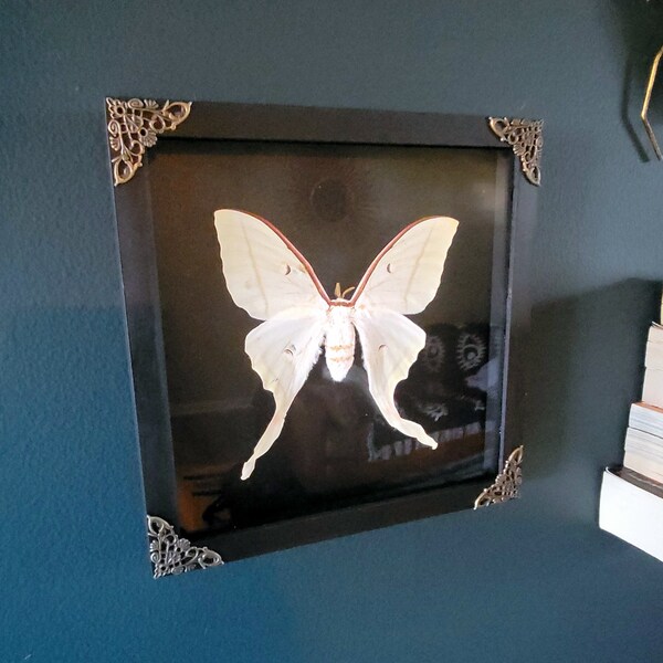 Real Framed Giant Actias Luna Moth 3D Floating Shadow Box Insect ...