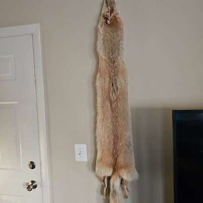 XXL Blue Frost Fox Hide 1 Top Lot Grade, Professionally Tanned/pelt ...