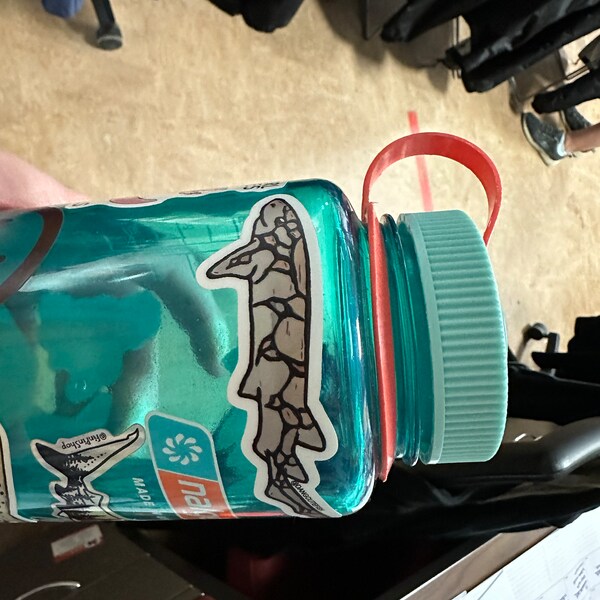 Magnet Set - 7 Cephalopods, Flamboyant Cuttlefish, Pajama Squid ...