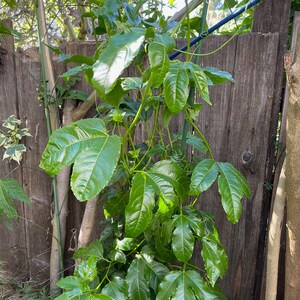 Abutilon Pictum Tiger Eye Japanese Lantern Flowering Maple - Etsy