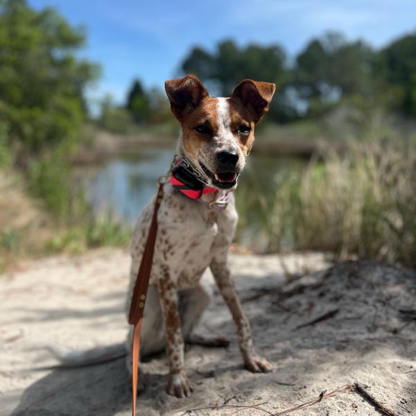 1/2" Super Heavy Beta Biothane Raw Material by the Foot: Waterproof ...