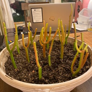 RARE Red Horn HUMMEL Jade Crassula Succulent Cutting 2 | Etsy