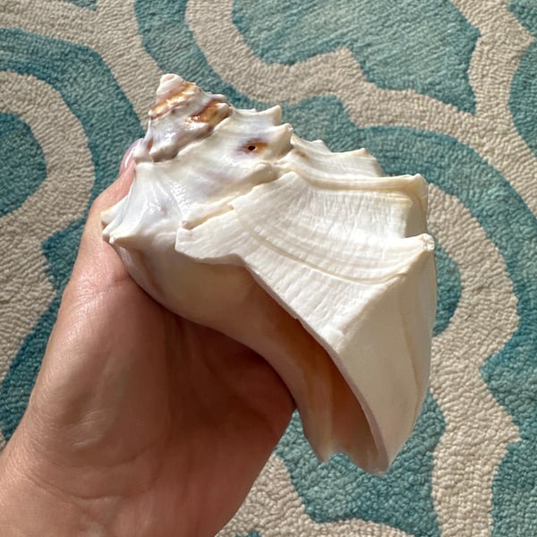Personalized Beach Scene Shadow Box | Hanging Shell Decor | Seashell ...